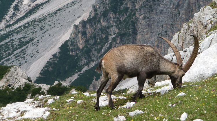 Bjerggeder på jagt efter urin - KemiFOKUS