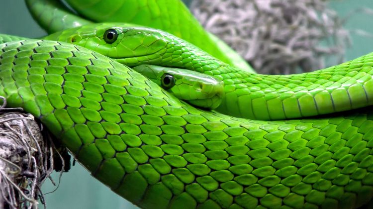 Hvorfor er slanger giftige? - KemiFOKUS